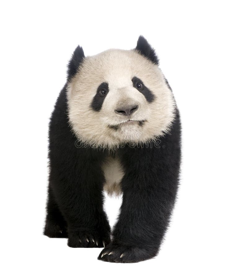 Giant Panda (18 Months) - Ailuropoda Melanoleuca Stock Photo - Image of ...