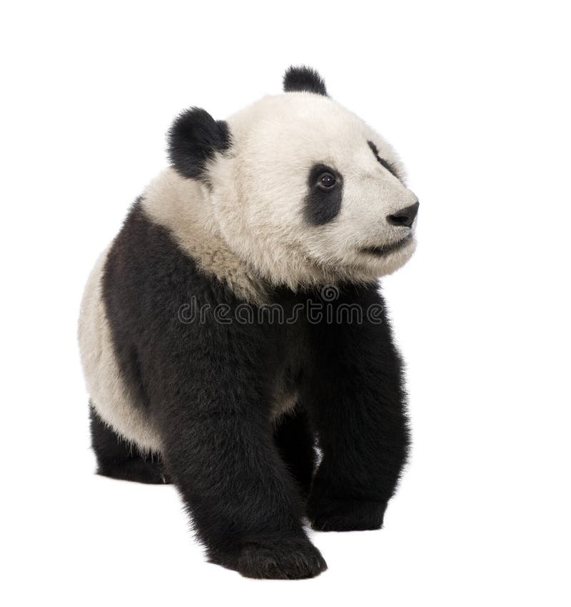 Giant Panda (18 Months) - Ailuropoda Melanoleuca Stock Photo - Image of ...