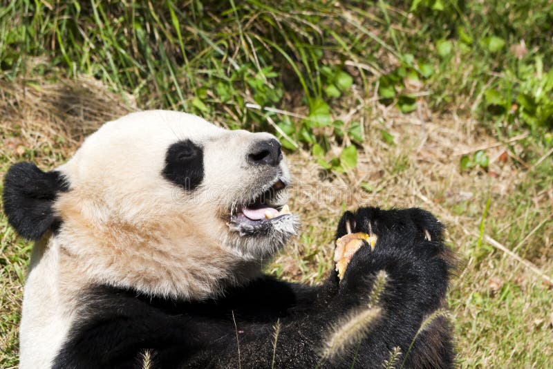 Giant Panda stock image. Image of frozen, silly, food - 18469803