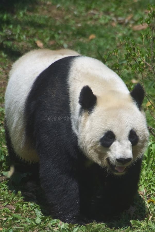 Giant Panda stock photo. Image of face, mammal, park - 20605834