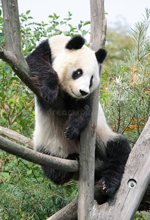 The giant panda stock image. Image of vertical, habitat - 21166527