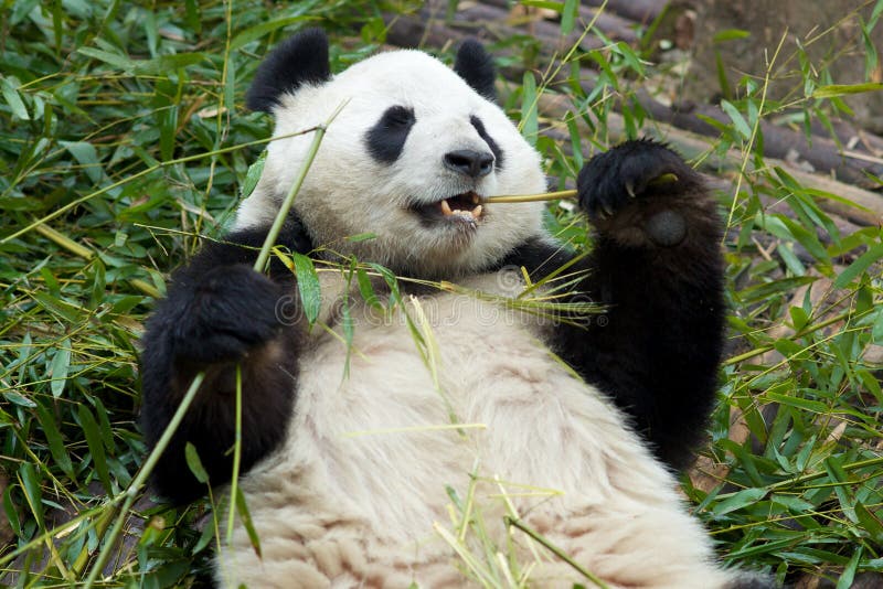 Giant Panda eating food stock photo. Image of herbivorous - 22677354