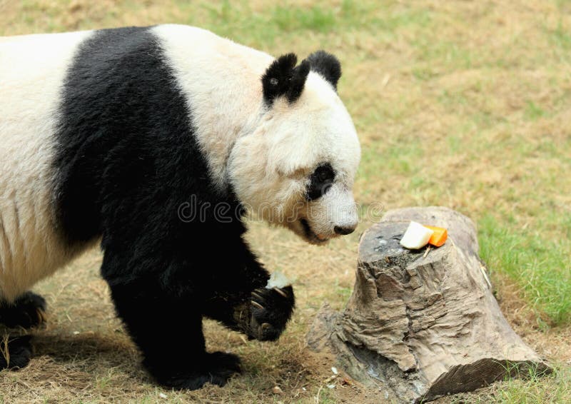 Giant panda stock image. Image of rare, look, cute, climb - 26180987