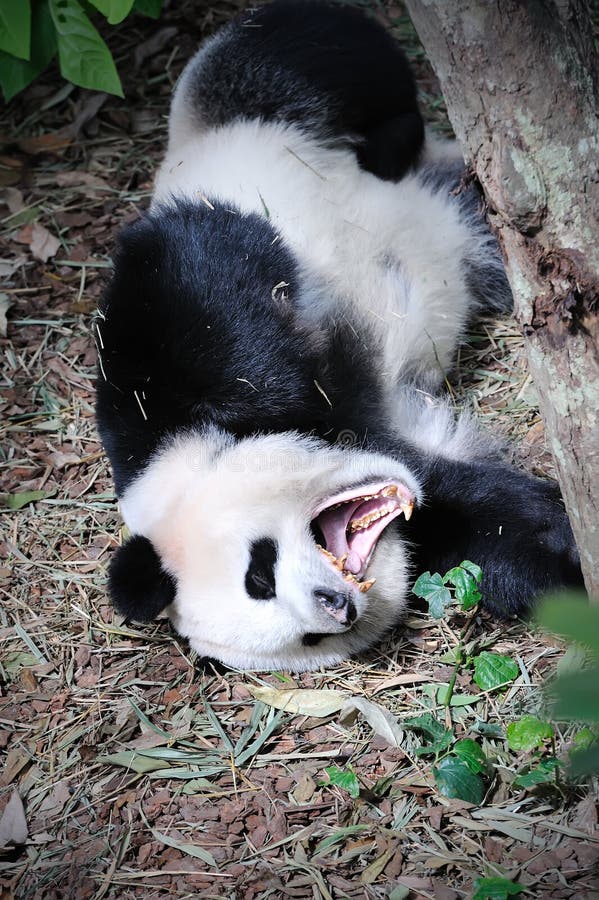 Giant Panda stock image. Image of oriental, china, cute - 29002041