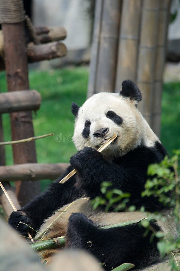 Giant Panda eating food stock photo. Image of herbivorous - 22677354