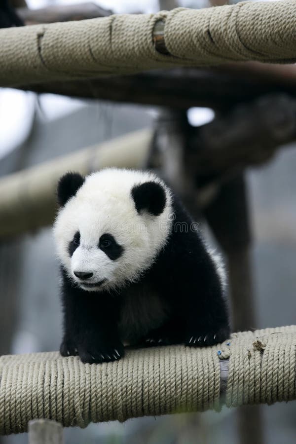 Giant Panda stock photo. Image of animals, bamboo, panda - 3614148