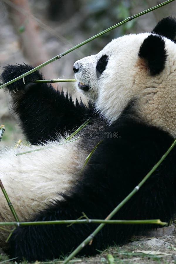 Giant Panda stock image. Image of pandas, animals, china - 3614179