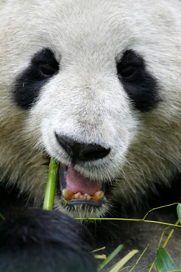 Giant Panda stock photo. Image of nature, small, panda - 3718526