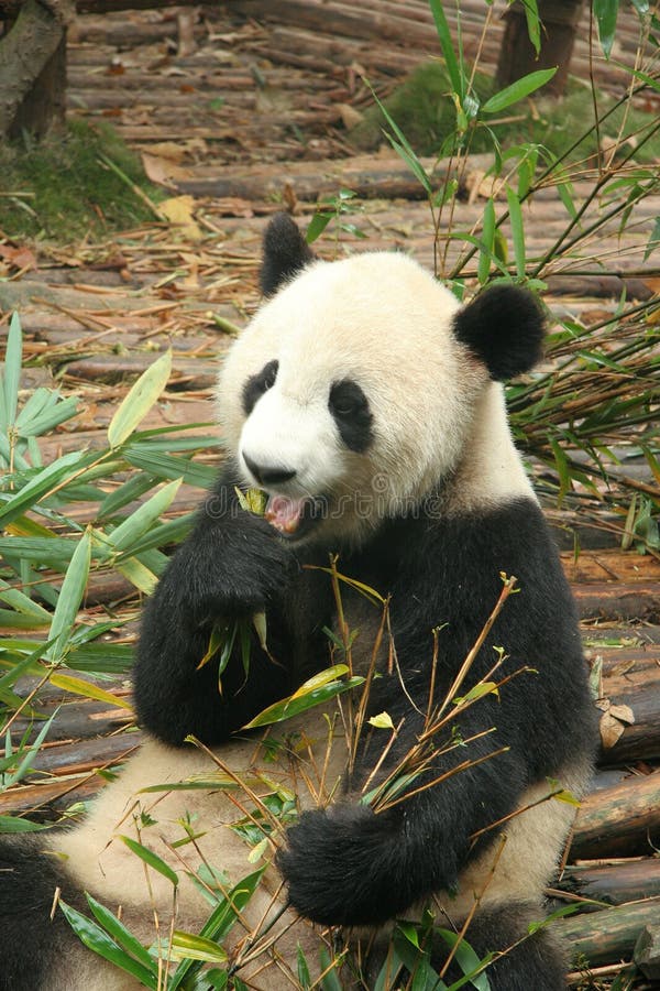 Giant Panda stock image. Image of pandas, panda, green - 3837855