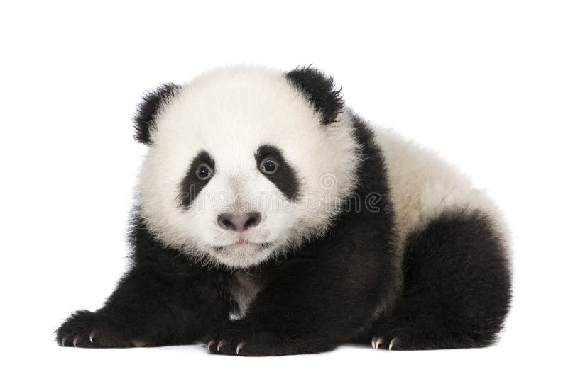 Giant Panda (18 Months) - Ailuropoda Melanoleuca Stock Photo - Image of ...