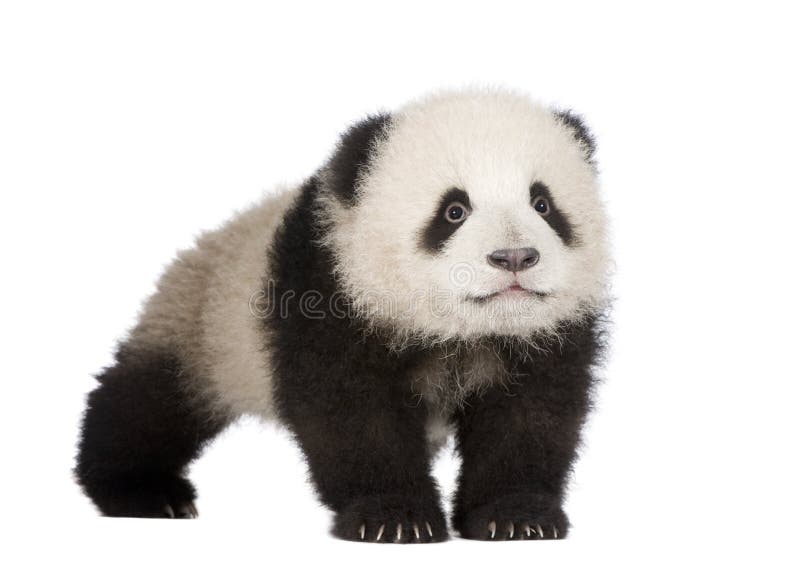 Giant Panda (18 Months) - Ailuropoda Melanoleuca Stock Image - Image of ...