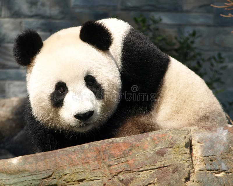 Giant panda Adelaide Zoo stock photo. Image of animal - 15527168