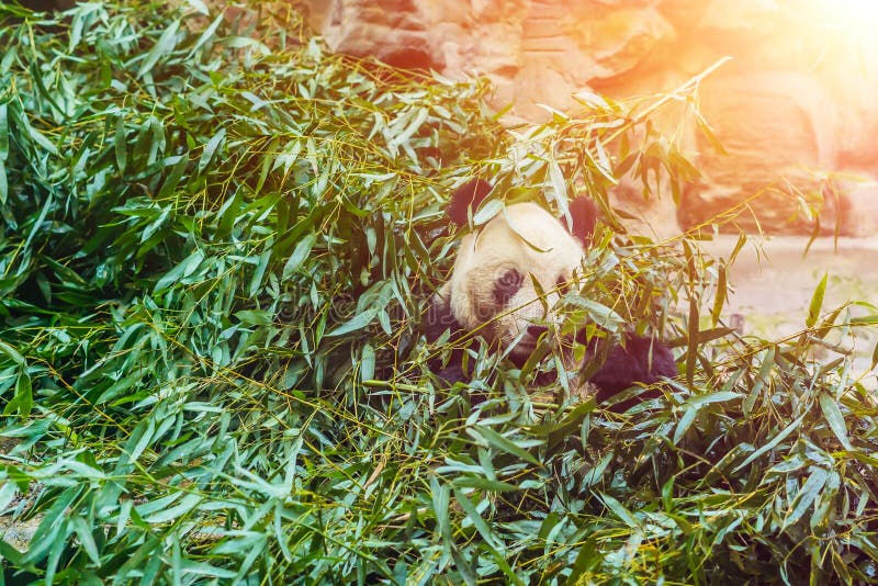 Giant Panda Ailuropoda Melanoleuca Eating Bamboo. Wildlife Animal ... Giant Panda Ailuropoda Melanoleuca Eating Bamboo. Wildlife Animal ...