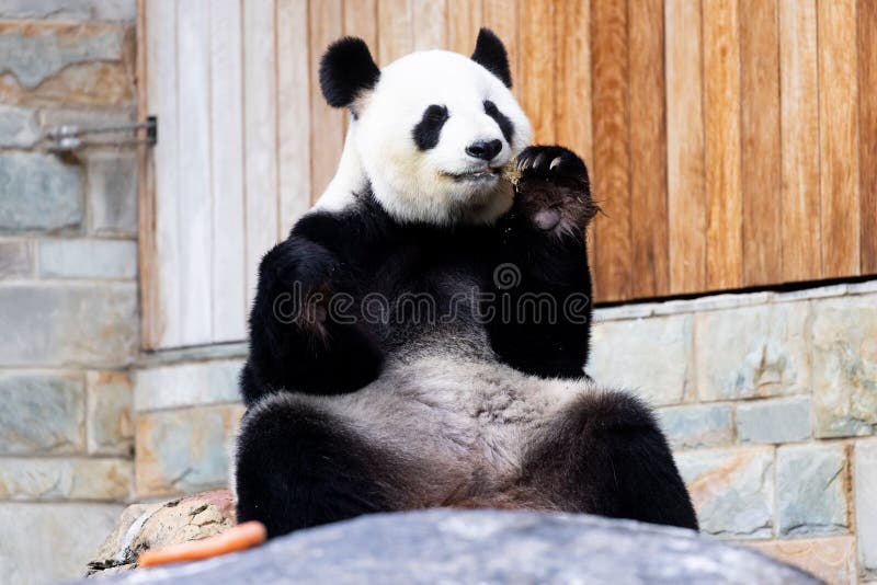 Giant Panda in Australia stock photo. Image of tree - 283856982
