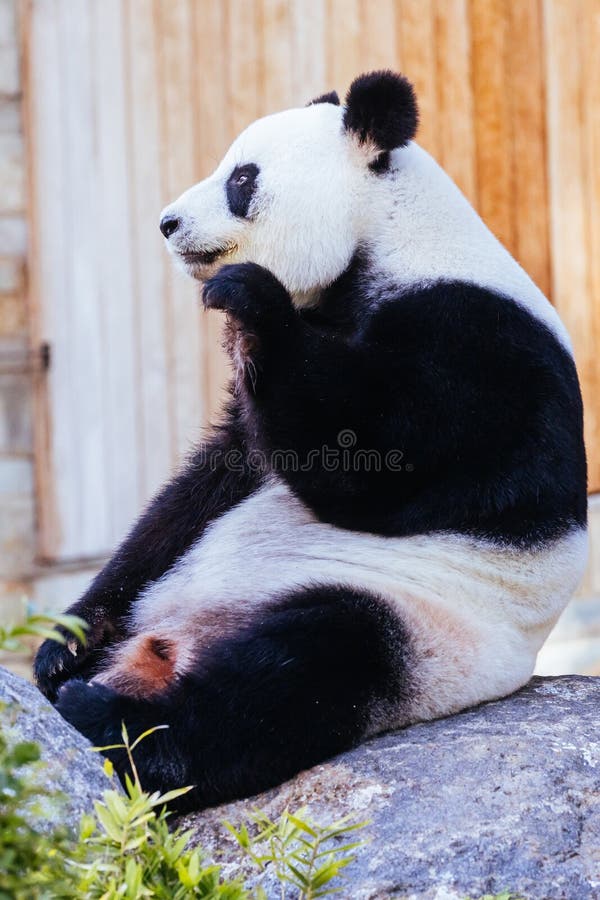 Giant Panda in Australia stock photo. Image of walking - 283858228
