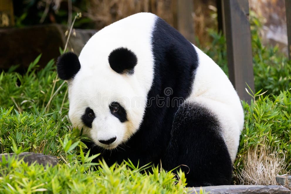 Giant Panda in Australia stock photo. Image of asia - 283859042