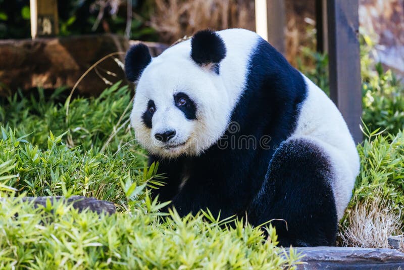 Giant Panda in Australia stock photo. Image of australia - 283859110