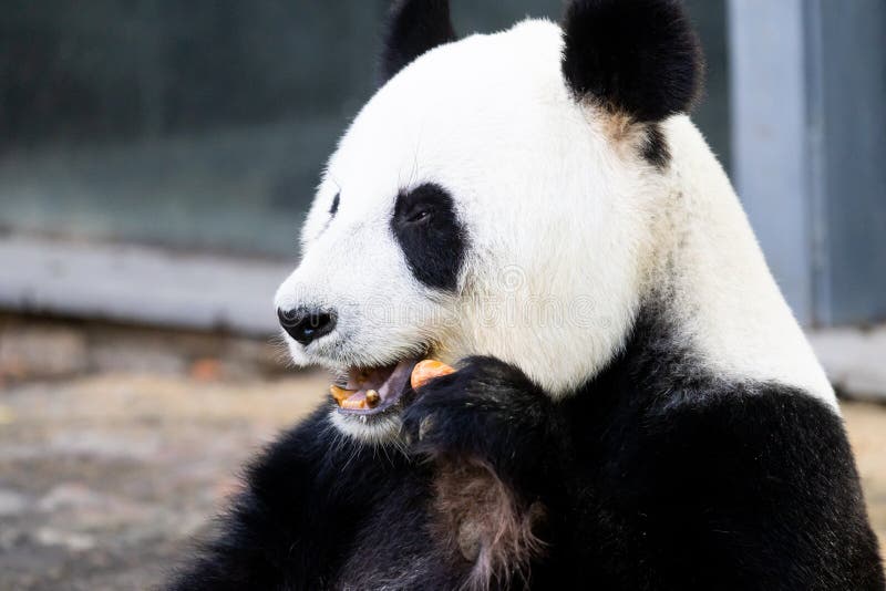 Giant Panda in Australia stock image. Image of endangered - 283859767