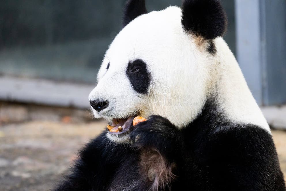 Giant Panda in Australia stock image. Image of endangered - 283859767