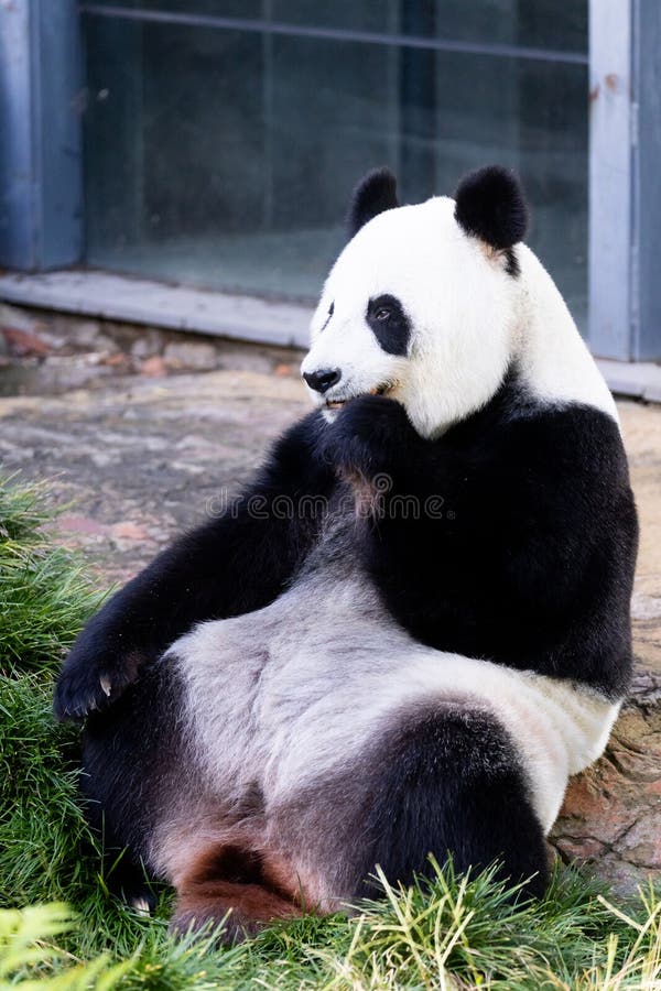 Giant Panda in Australia stock image. Image of eating - 283860075