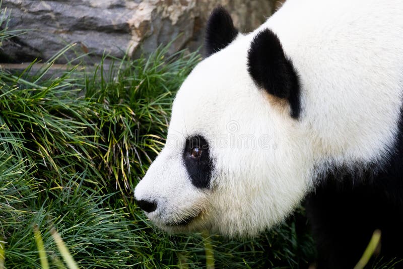 Giant Panda in Australia stock image. Image of animal - 283860157