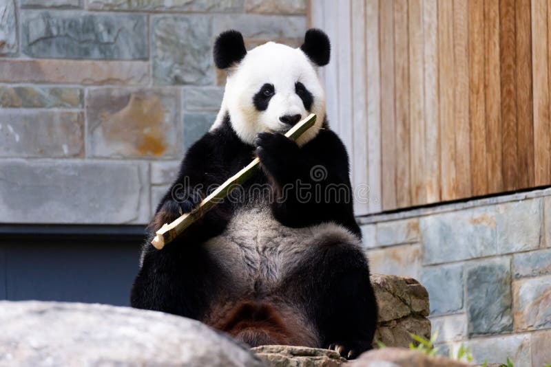 Giant Panda in Australia stock photo. Image of animal - 283860698