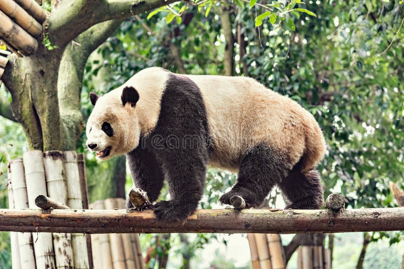 Red panda on bamboo tree stock image. Image of eating - 10042177