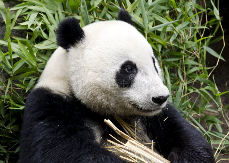 Giant Panda Bear stock photo. Image of cute, asia, bush - 22387864