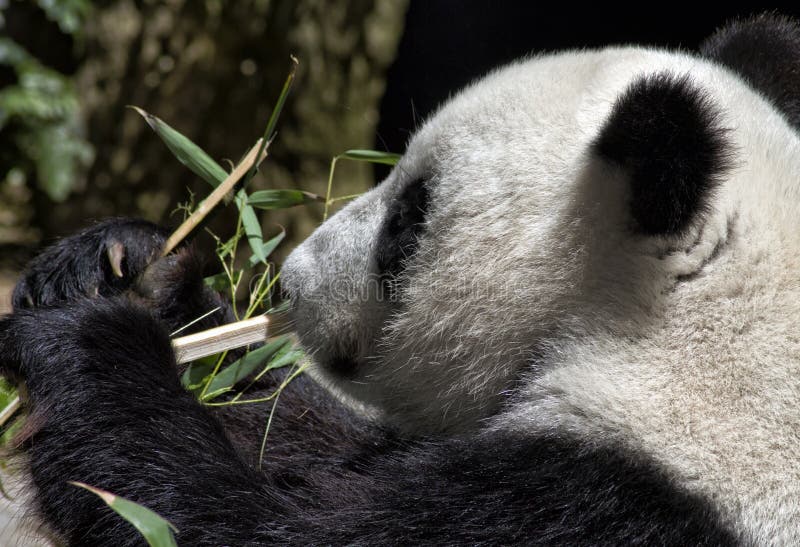 Giant Panda Having Lunch at San Diego Zoo Editorial Photo - Image of ...