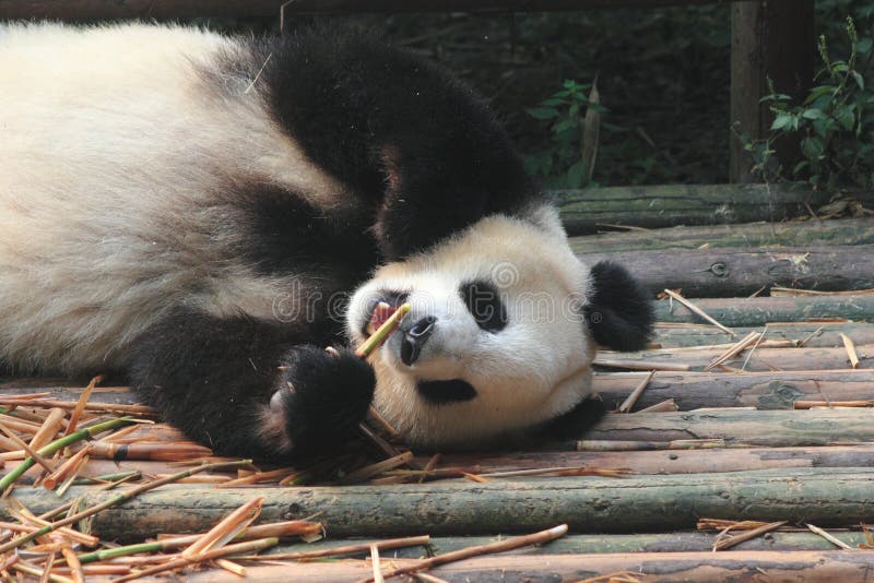 Giant, Panda, Fauna, Bear, Snout, Organism, Whiskers, Fur, Terrestrial ...