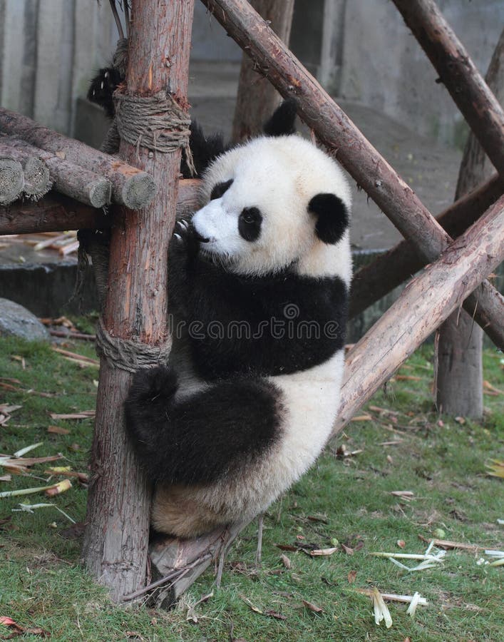 Giant panda bear (cub) stock photo. Image of mammals - 45032000