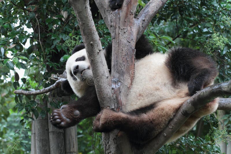 Giant panda bear (cub) stock photo. Image of forest, grass - 45032414