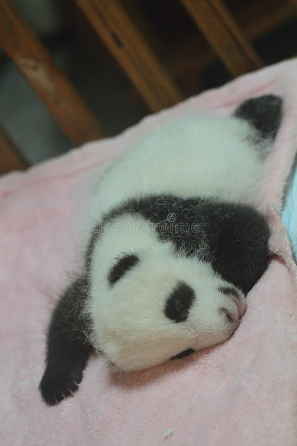 Giant Panda Bear (cub) Do a Handstand Stock Photo - Image of asian ...
