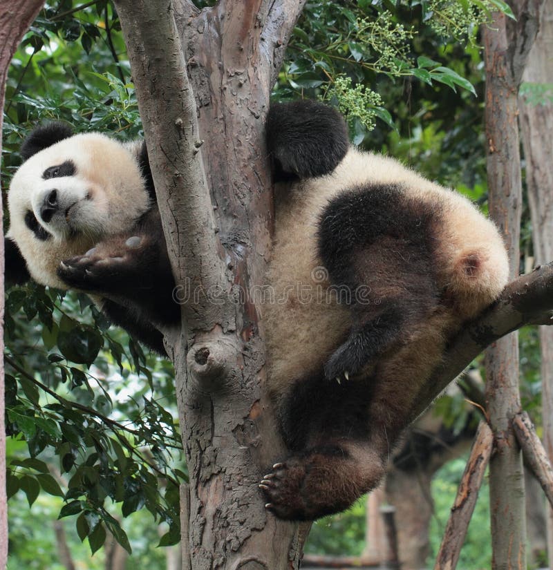 Giant panda bear (cub) stock photo. Image of jungle, mammals - 45032468
