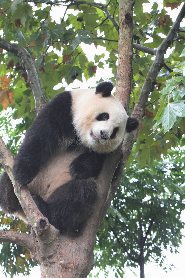 Giant panda bear (cub) stock photo. Image of head, cute - 45032668