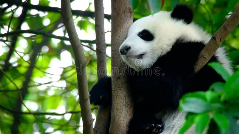 Giant Panda Bear Cub on a Tree Stock Video - Video of sichuan, tourism ...