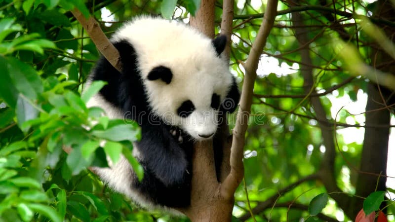 Giant Panda Bear Cub on a Tree Stock Footage - Video of asian, tropical ...