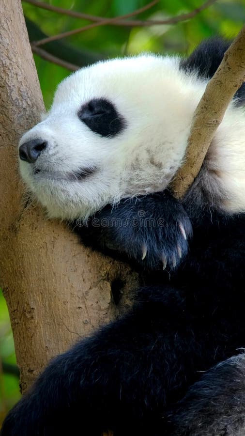 Giant Panda Bear Cub on a Tree Stock Image - Image of species, wild ...