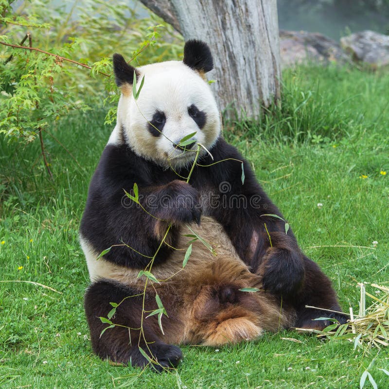Giant panda stock photo. Image of east, forest, rare - 130903506