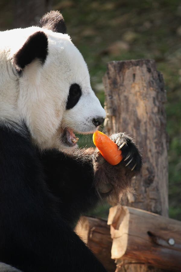Giant Carrot Stock Photos - Download 314 Royalty Free Photos