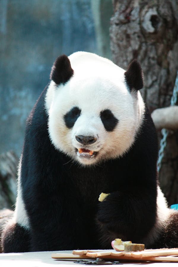Giant panda bear stock image. Image of giant, animal - 57980997