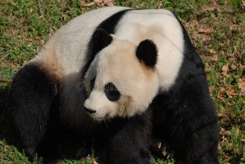Giant Panda Bear Looking Back Over His Shoulder Stock Photo - Image of ...