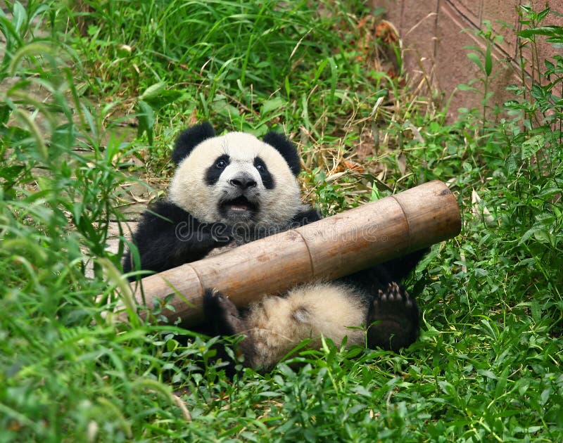 A Giant Panda Bear Needs Help Stock Image - Image: 17226897