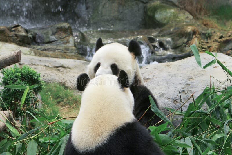 A Giant Panda Bear at the Ocean Park Editorial Photography - Image of ...