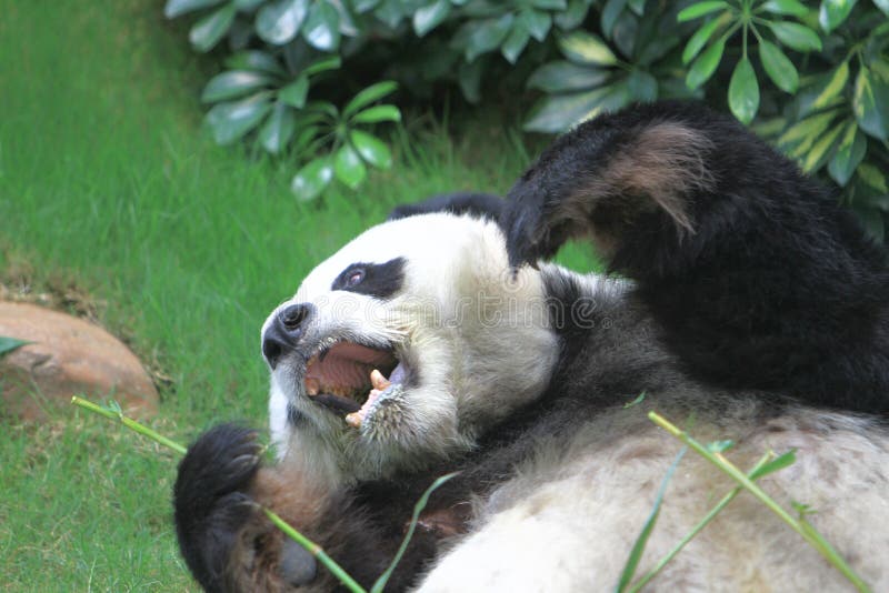 A Giant Panda Bear at the Ocean Park Editorial Image - Image of ammals ...
