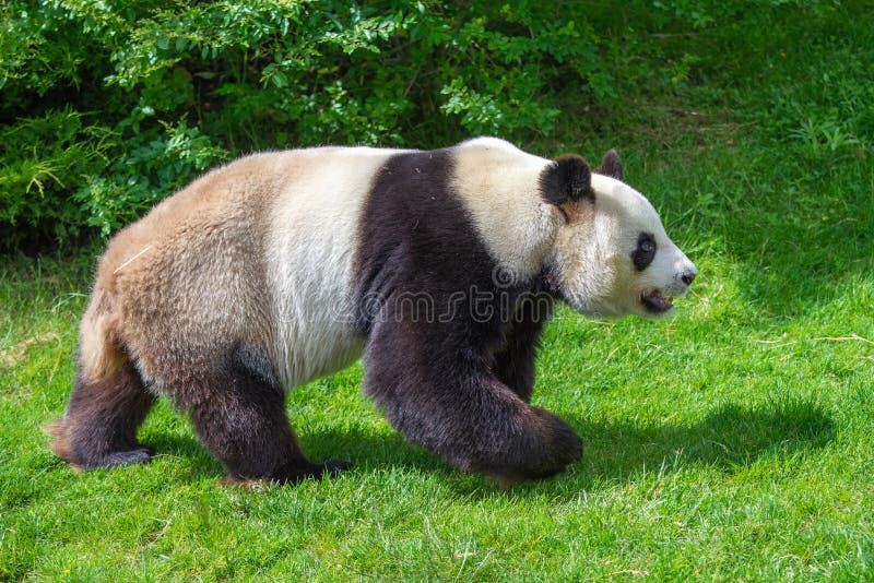 Panda Bear Walking Stock Photos - Download 596 Royalty Free Photos