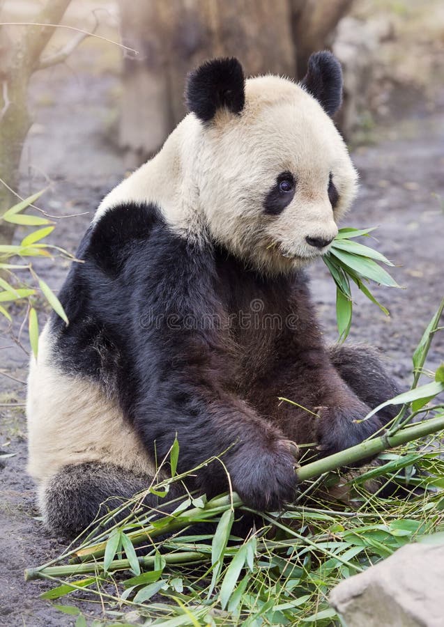 Giant panda bear stock photo. Image of asia, wild, chinese - 50622010