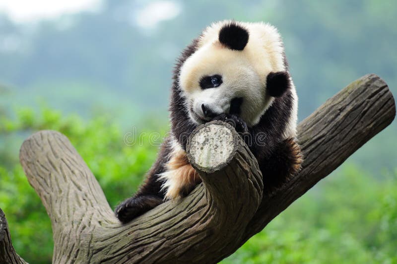 Giant Panda Bear Waving Hello Stock Photo - Image of tourist, special ...