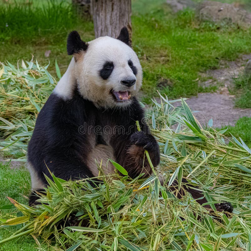 Giant panda stock foto. Image of welp, bescherming, groen - 158377112