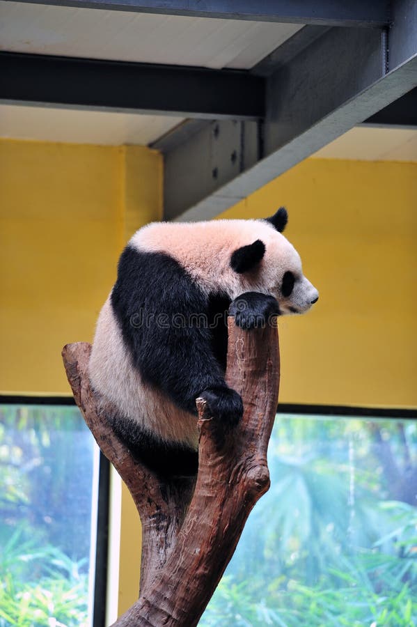Giant panda stock photo. Image of panda, black, showoff - 40556536
